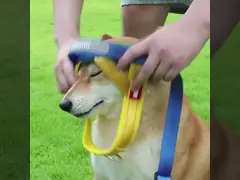 China Escape Proof Waterproof Dog Harness Anti Breakaway Medium Dog Harness For Training for sale