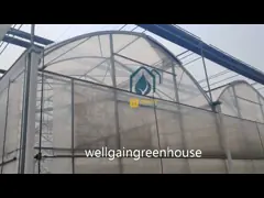 China Large Complete Waterproof Multi Span Greenhouse For Tomato Plant Growing for sale
