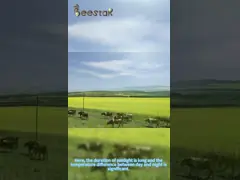 high 10-HDA Fresh Healthy Care Royal Jelly 1000mg Queen Bee Royal Jelly for health care