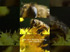 Cina Strumento di trasferimento della testa di bambù dell'attrezzatura di apicoltura per l'innesto delle larve dell'ape regina in vendita