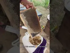 100% Pure Raw Sidr/Jujube Honey of Bee Products Factory Sales Directly Natural Bee honey