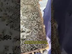 High Quality 43 Tall And Thickening Water Proof Rubber Beekeeping Boots With PVC Upper