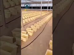 China Soilless Cultivation Hydroponic Dutch Flower Buckets For Blueberries And Pepper for sale