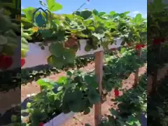 China Indoor Strawberry Growing Troughs Greenhouse PVC Hydroponic Gully Vertical Farming System for sale