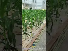 China Food Grade PP Hydroponic Planting System 11L Dutch Bucket System For Growing Vegetables for sale