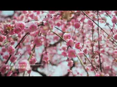 China Oak Wood Effect Decorative Laminate Paper For WPC And HPL Panel Surface for sale