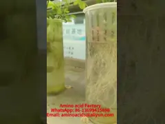 Manganese Amino Acid Chelated Minerals Promote Phosphorus Absorption