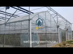 China Plastic PO Film Multi Span Greenhouse For Strawberry Galvanized Steel Frame for sale
