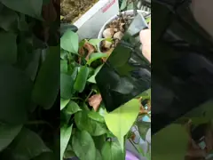 China Super Gloss Mirror Chrome Black Powder Paint Electrostatic Coating for Vehicle Rims Wheels Spray Application for sale