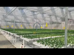 China NFT Hydroponic Lettuce Hydroponic System With PVC Tube Hydroponic Setup for sale