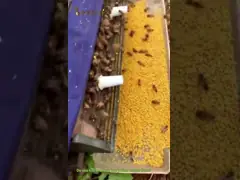 Del polline fresco puro del tè dell'ape degli alimenti della fabbrica vendita naturale direttamente