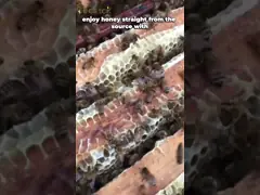 China Honey Extract Powder Freeze Dried White Powder Lyophilized Powder for sale