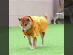 China Windproof Big Dog Raincoat Reflective Strip Dog Rain Jacket For Outdoor Hiking for sale