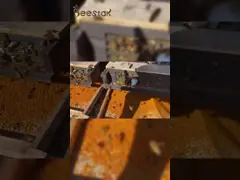 2025 hot selling High-quality large-particle pure bee pollen