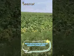 China Big Granual Rape Bee Pollen Raw Organic Food Grade Factory Directly Sale for sale