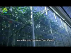 토마토와 고추 재배를 위한 완전 지능형 유리 온실