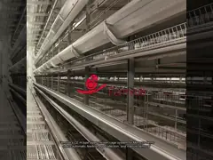 CE H型 クラアチーンケージシステム モロッコ農場