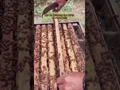 중국 자기 흐르는 꿀벌 벌집의 플라스틱 꿀류 프레임 벌집의 흐름 판매용