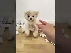 Customizable Lightweight Holographic Cat  & Dog Clothes Winter Jacket Machine-Washable