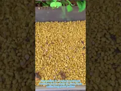 China 100% Organic Raw Bee Pollen Pure Fresh Tea Pollen Bee Vitamins Big Granual Organic Bee Foods Factory Directly for sale