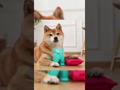 China Eco-Friendly Dog Sports Competition Agility Training Pet Anxiety Relief for sale