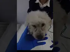 How to Place an Endotracheal Tube in Dogs?