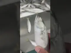 Proteinreiche 120 g Scomber Japonicus Frische gefrorene Makrele