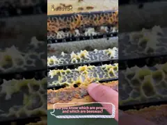 China Beestar 10% Content Alcoholic Soluble Propolis Extract Propolis Liquid for sale