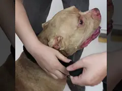 China Customizable Feedback Dog Sports Competition Agility Training Dog Park Ready Pet Training Products for sale