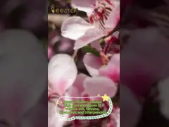 China 500g MGO100+ Manuka Honey Natural Bee Honey Gift 100% Pure And Natural Bee Honey New Zealand Pure Raw Honey for sale