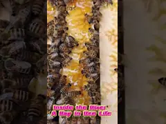 China Best Price 10-HDA:4% pure fresh royal jelly lyophilized powder for sale