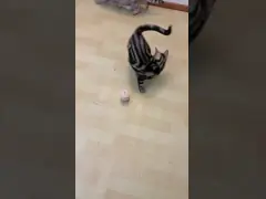 China Agility Training Vibration Training Guide Pet Anxiety Relief Biodegradable for sale