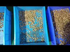 Walnut Sorting Part2