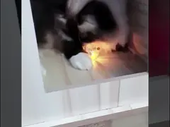 China Pet Training Products Training Guide Agility Training Eco-Friendly Materials Customizable Feedback for sale