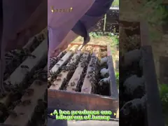 China Pure Raw Honey Bulk Export Rose Flavored Acacia Honey with Rose Petal Honey Natural Bee Honey for sale