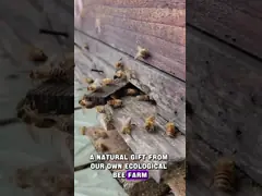 UMF10+ Miele di Manuka Miele crudo puro 250 g (MGO260+) di 100% Miele di api naturale puro