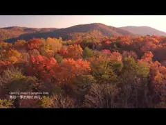 China Premium Poplar Wood Grain Decorative Paper: Bright Hues for Furniture for sale