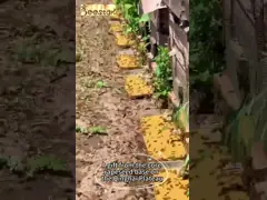 Watch: Multi-Flower Raw Bee Pollen Granules 25kg Carton Food Supplement Showcase