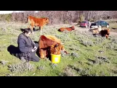 China Ultra Long Standby GPS Cattle Tracker 20000mAh For Real Time Vehicle & Asset Tracking for sale