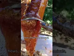 Introduce Natural Bee Honey Longan honey Pure Raw Honey for Direct Eat For You