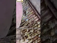 China Natural Bee Propolis 90% Extract Bee Propolis Block Extract Bulk for sale