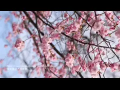 China Premium Peach Wood Grain Decorative Paper: Ideal Finish for Stylish Furniture for sale