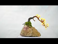 Solid wood bonsai lamp