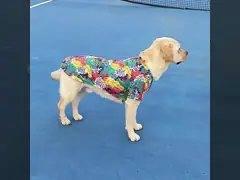 Dog Clothes Wearable Tech Breathable UV Protection Anti-Allergy