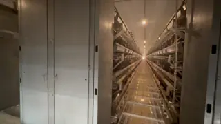 China Durable Layer Chicken Cage for Poultry Farming Providing Optimal Space and Ventilation to Maximize Egg Production and Bird Health for sale