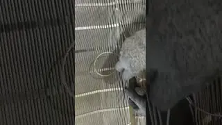 China 3mm Wire Diameter 50mm Mesh Size Stainless Steel 304 Wire Rope Mesh for Stair Balustrade and Aviary Fence for sale