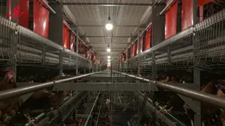 Large-Cage Enriched Colony System 1