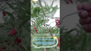 China Pure Bush Forest Honey From Beestar 100% Natural And Reduce Sugar 71.7% for sale