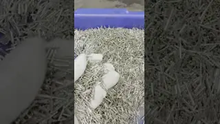 China Brass Contacts 17.8MM Screw Pin Contact Plug Female Pin For Connectors for sale