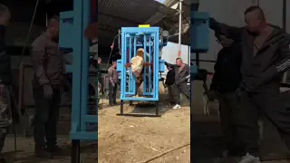 China High Quality Mobile Cattle Cow Hoof Trimming Chute Cattle Squeeze Crusher Cattle Handling Machine for sale